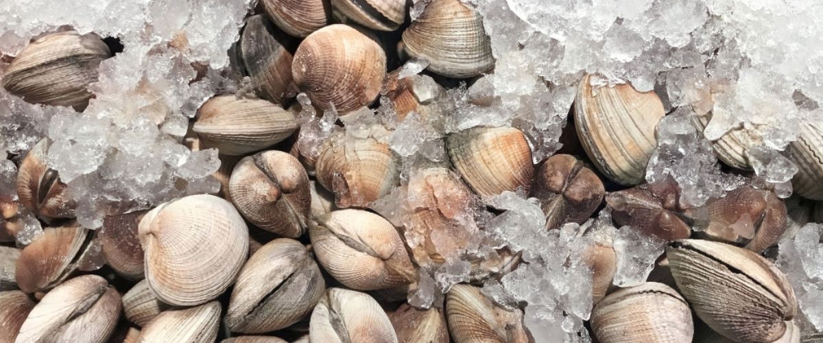 Receta de Encurtido de Almejas《 Casera y Fácil 》 ️